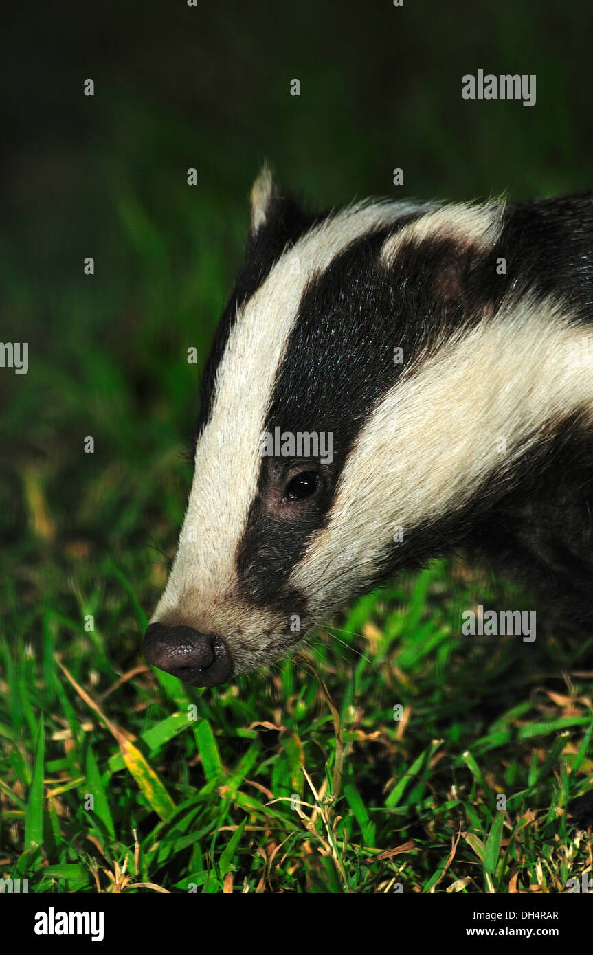 White Stripe Head High Resolution Stock Photography and Images - Alamy