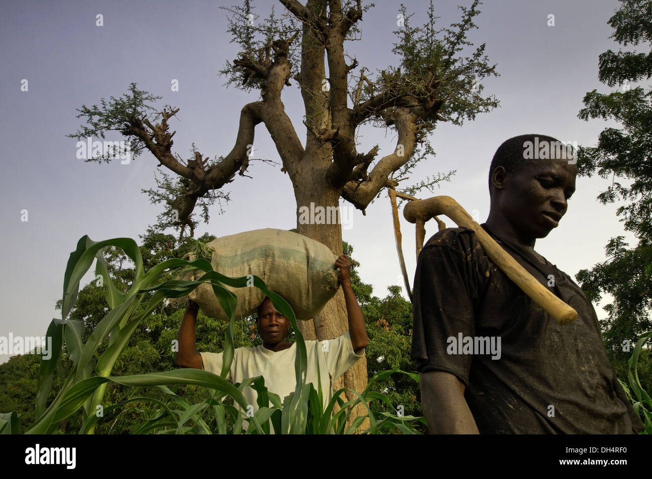 Nitrogen fixing Faidherbia albida tree in Kano, Nigeria Stock Photo - Alamy