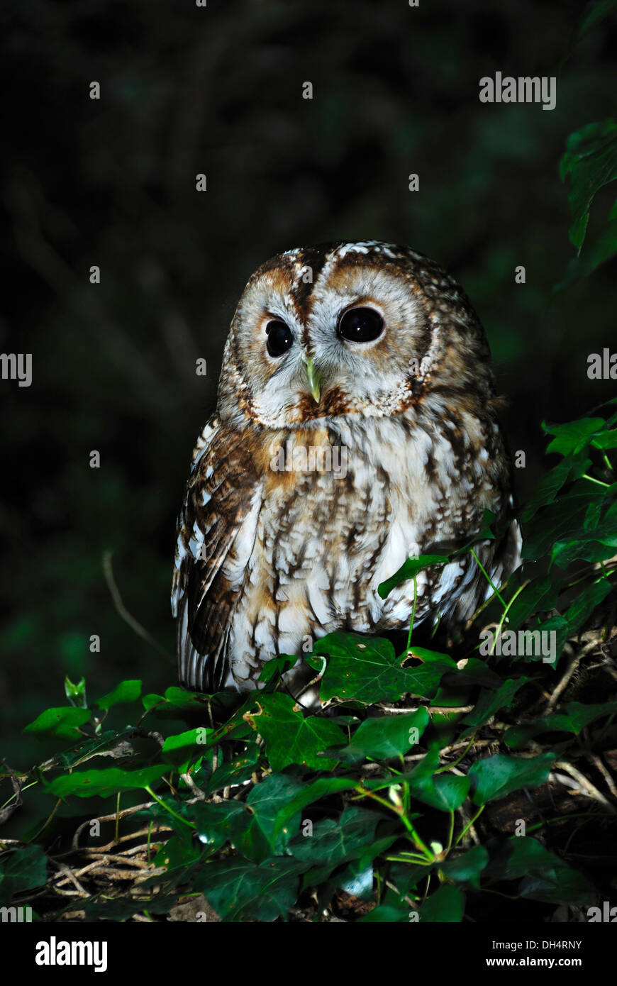 tawny owl strix aluco Stock Photo - Alamy