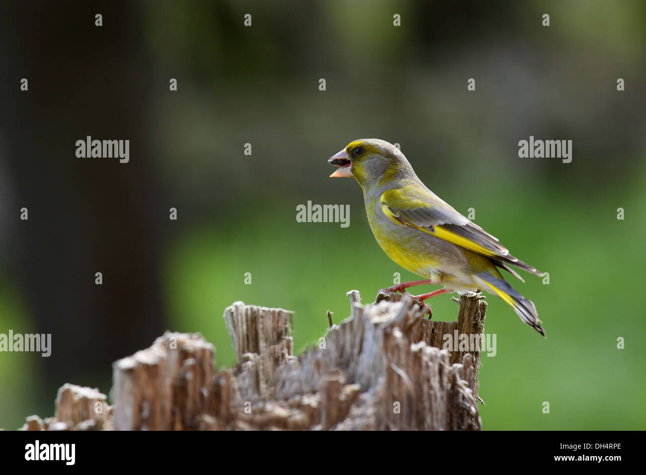 Finch family tree High Resolution Stock Photography and Images - Alamy
