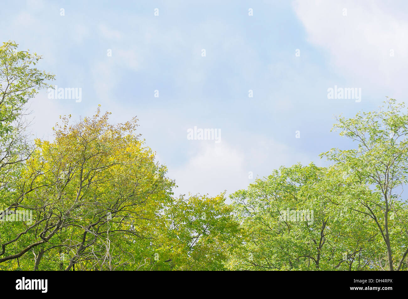 Tree trees tops hi-res stock photography and images - Alamy