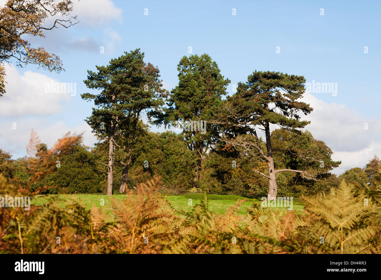 Scots pine trees hi-res stock photography and images - Alamy