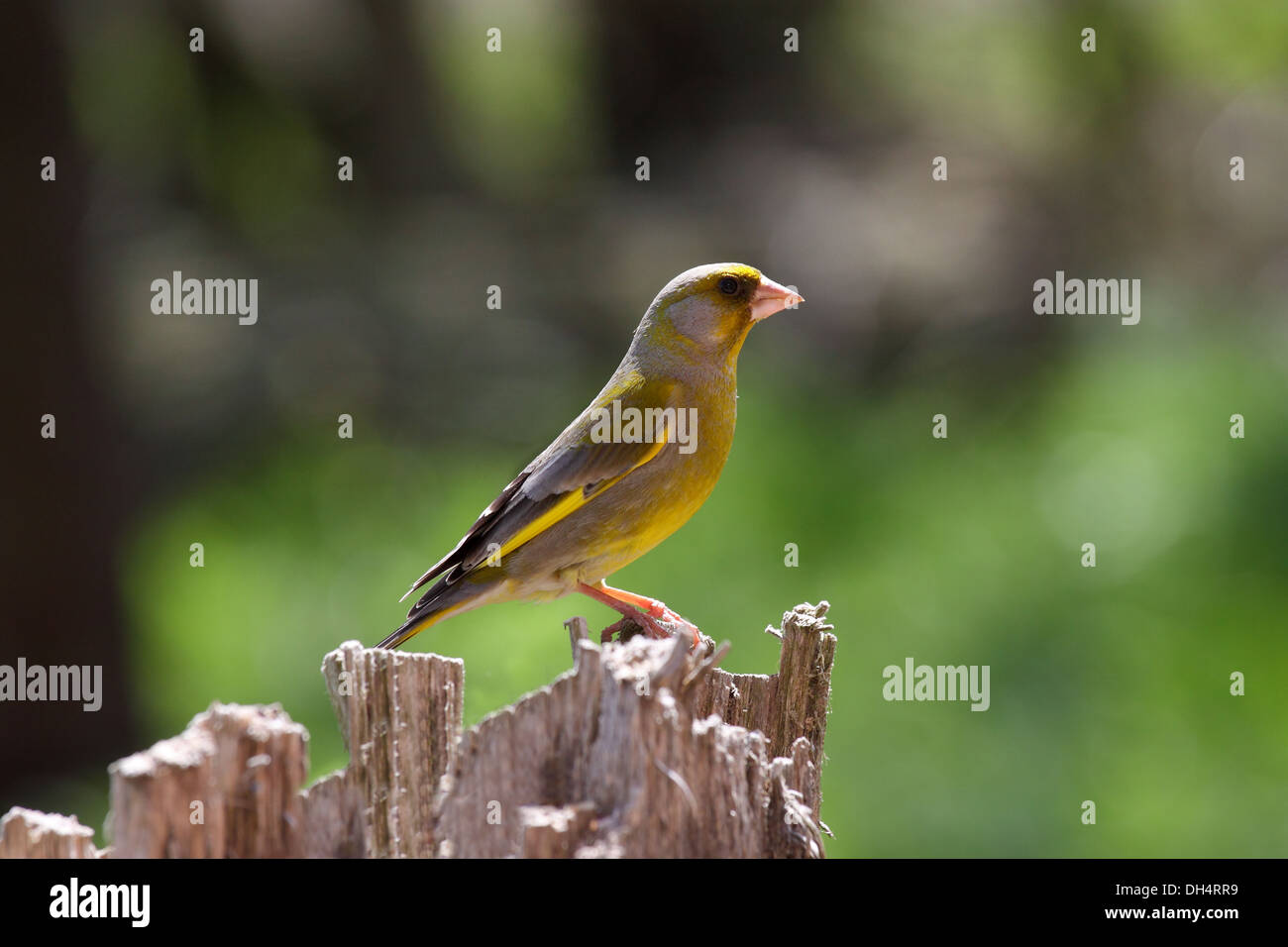 Green tree on flying hi-res stock photography and images - Alamy