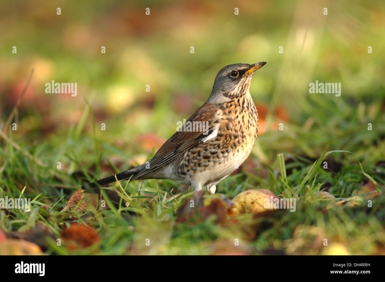 Ground feeding bird hi-res stock photography and images - Alamy