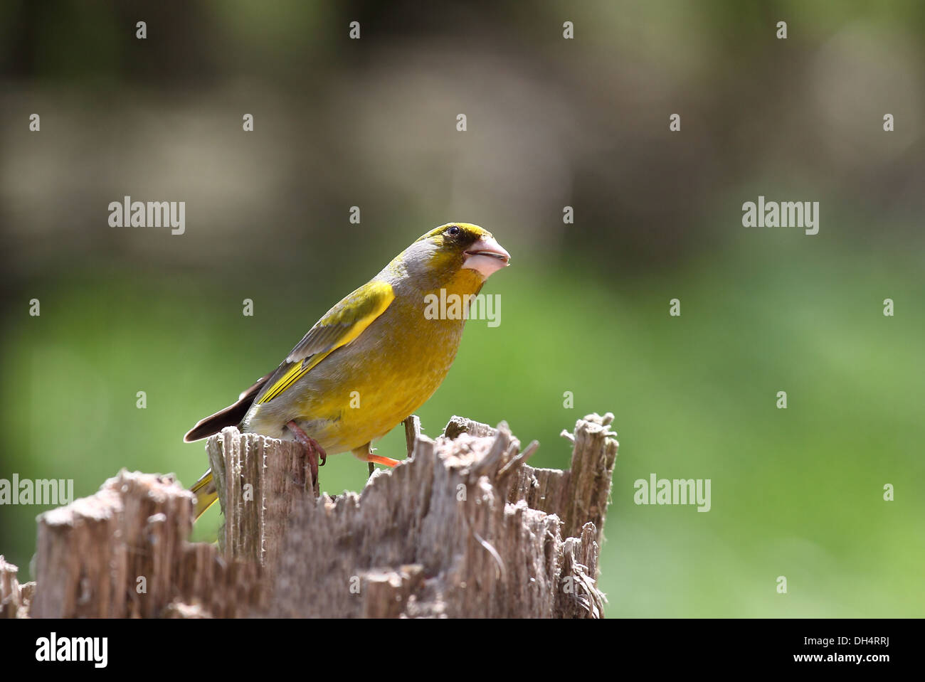 Finch family tree hi-res stock photography and images - Alamy