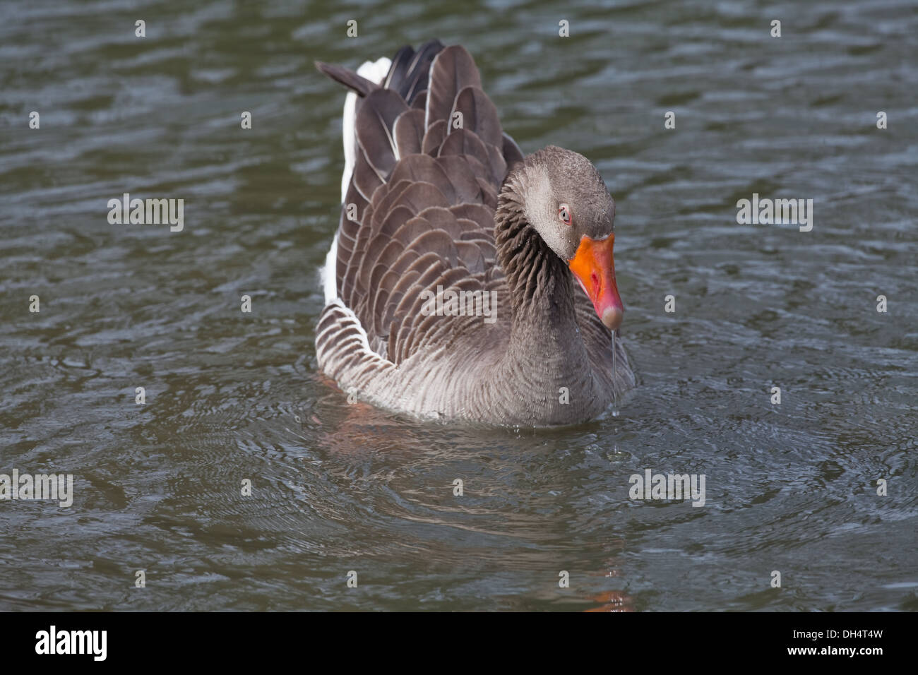 Western Greylag Goose (Anser a. anser). On water, head dipping. Bill ...