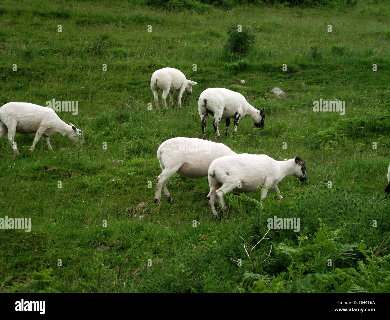 sheep on a hillside Stock Photo - Alamy