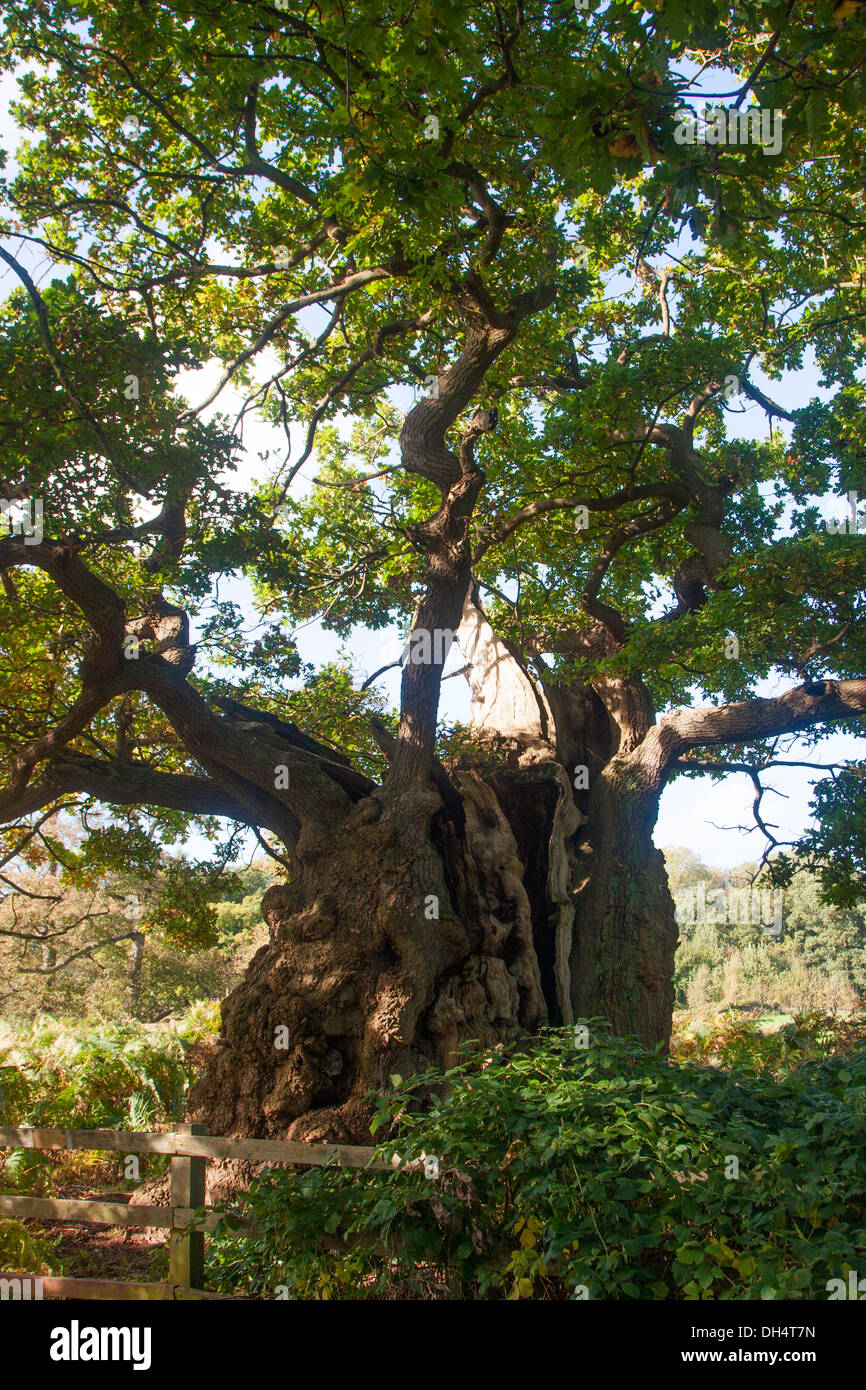 Ancient Oak tree at Calke Abbey Derbyshire UK Stock Photo - Alamy