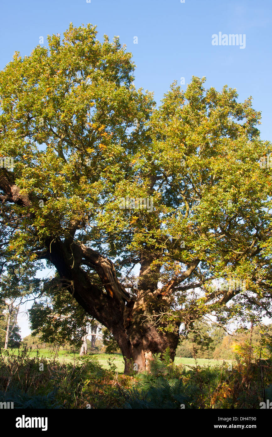 Ancient oak tree in leaf Stock Photo - Alamy