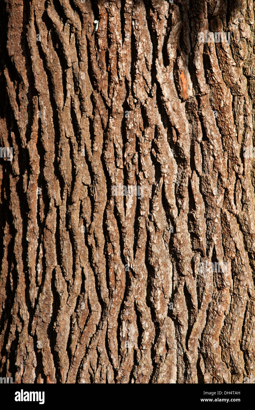 Oak tree bark Stock Photo - Alamy