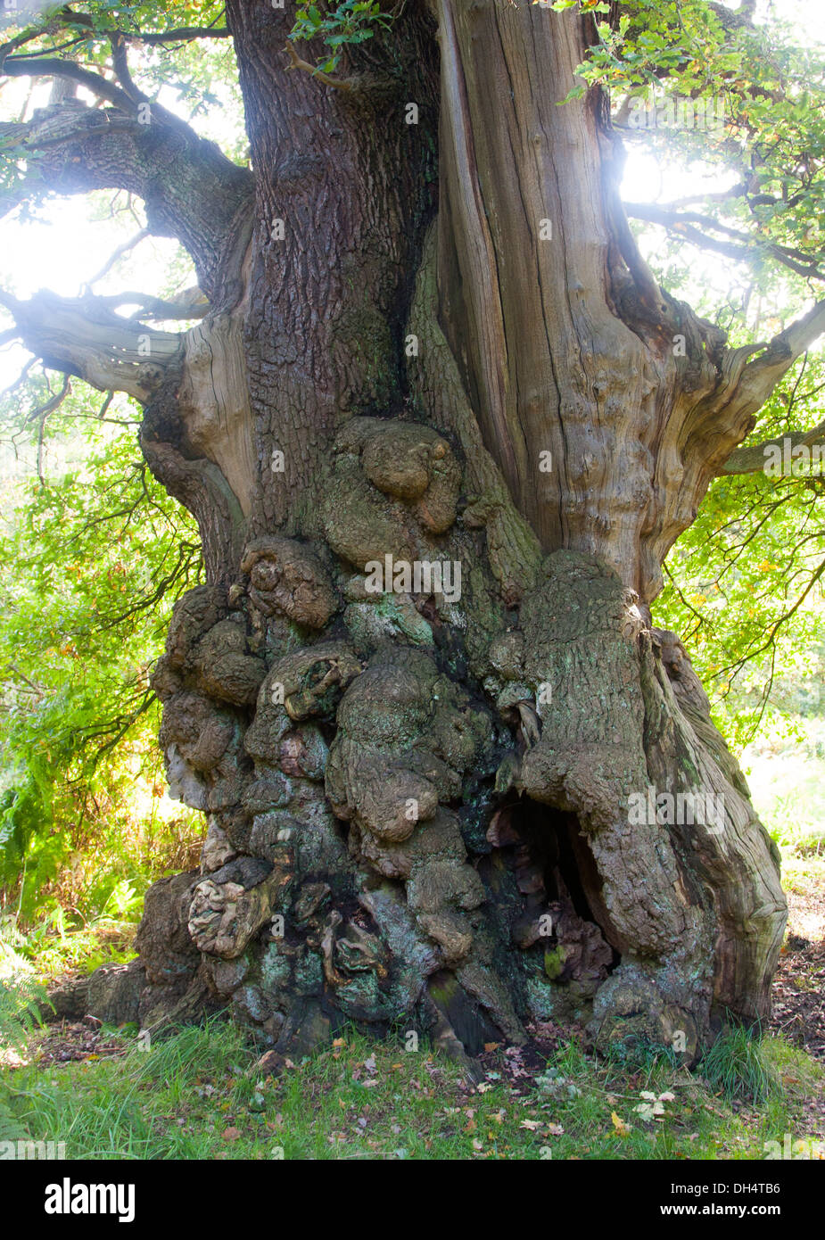 Ancient oak tree trunk at Calke Abbey Derbyshire UK Stock Photo - Alamy