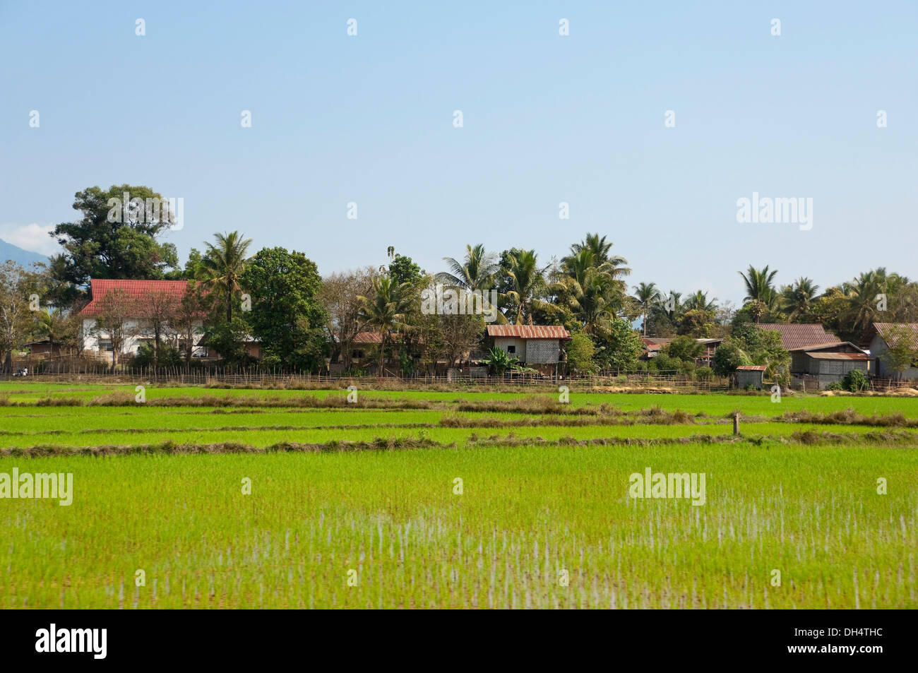 Horizontal landscape of a typical rice paddy field and farm buildings ...