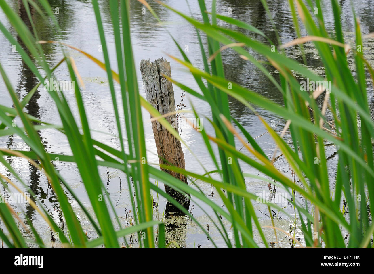 Old weathered fence post behind cattails in marsh Stock Photo - Alamy