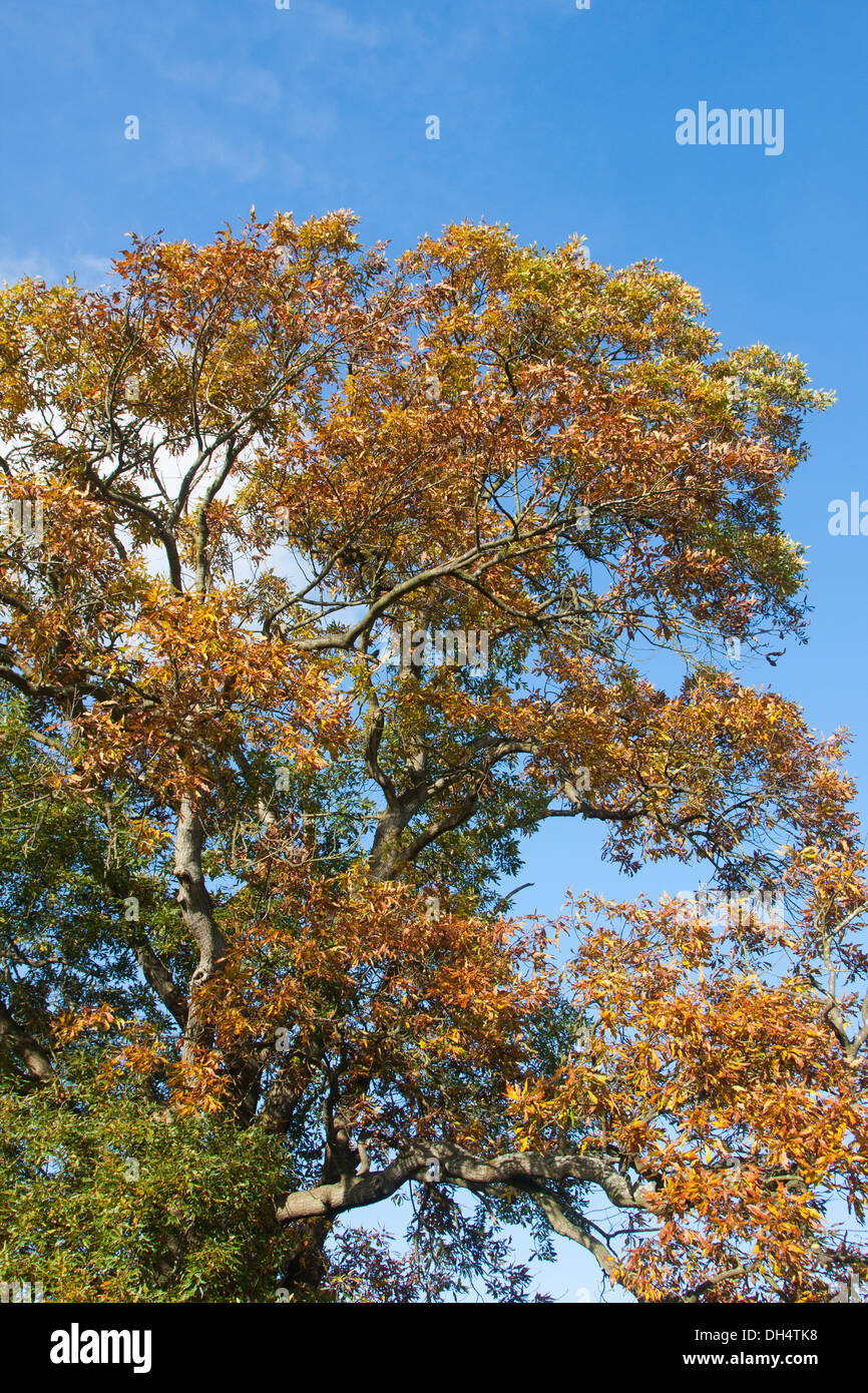 Chestnut tree autumn colours hi-res stock photography and images - Alamy