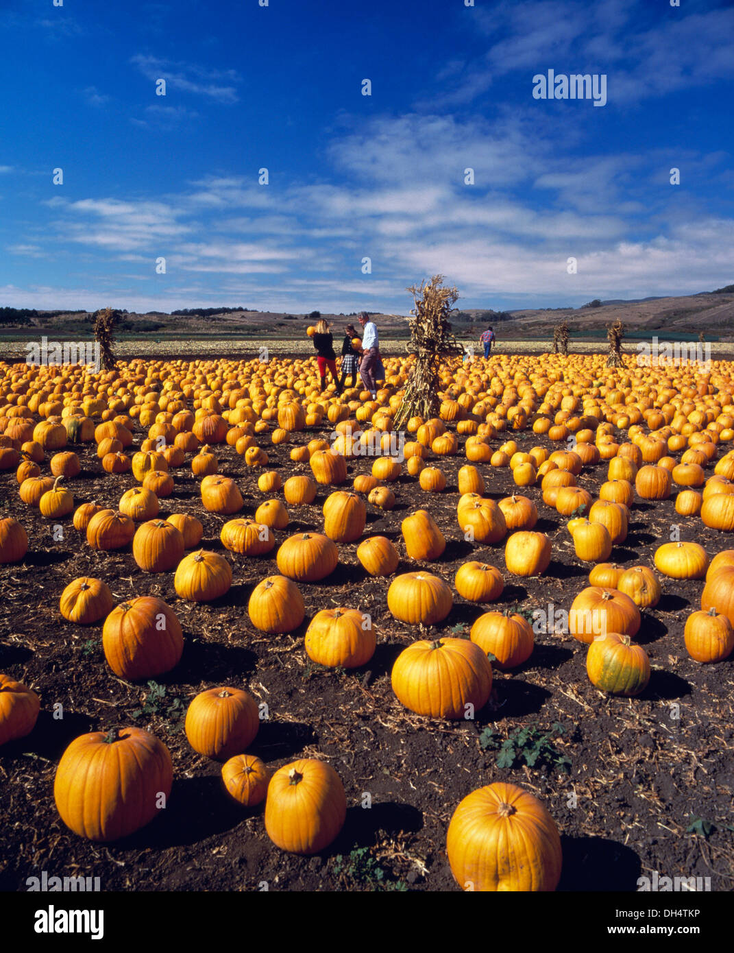 Coastal field hi-res stock photography and images - Alamy