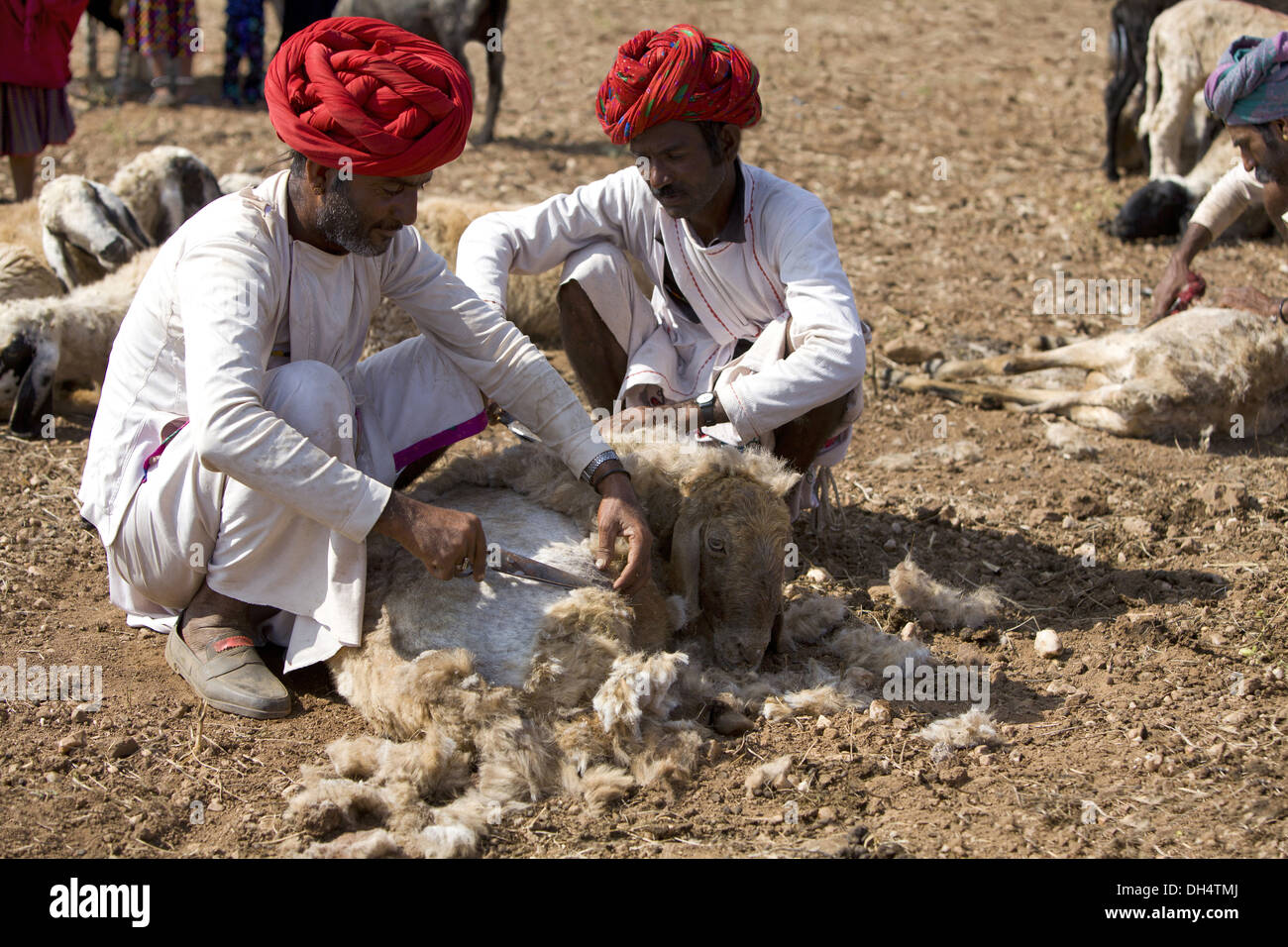 Gadaria shearing wool from sheep, Gadaria tribe, Madhya Pradesh, India ...