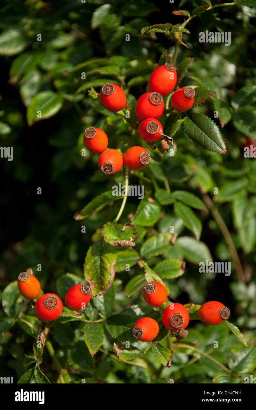 Dog Rose (Rosa canina) hips in English countryside hedge in autumn ...