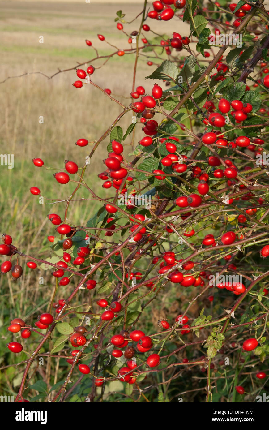 Dog Rose (Rosa canina) hips in English countryside hedge in autumn ...