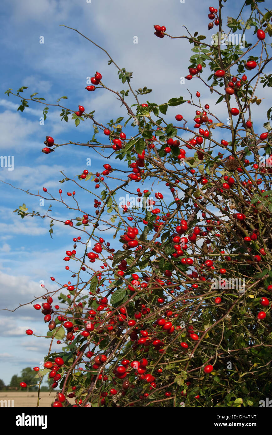 Dog Rose (Rosa canina) hips in English countryside hedge in autumn ...