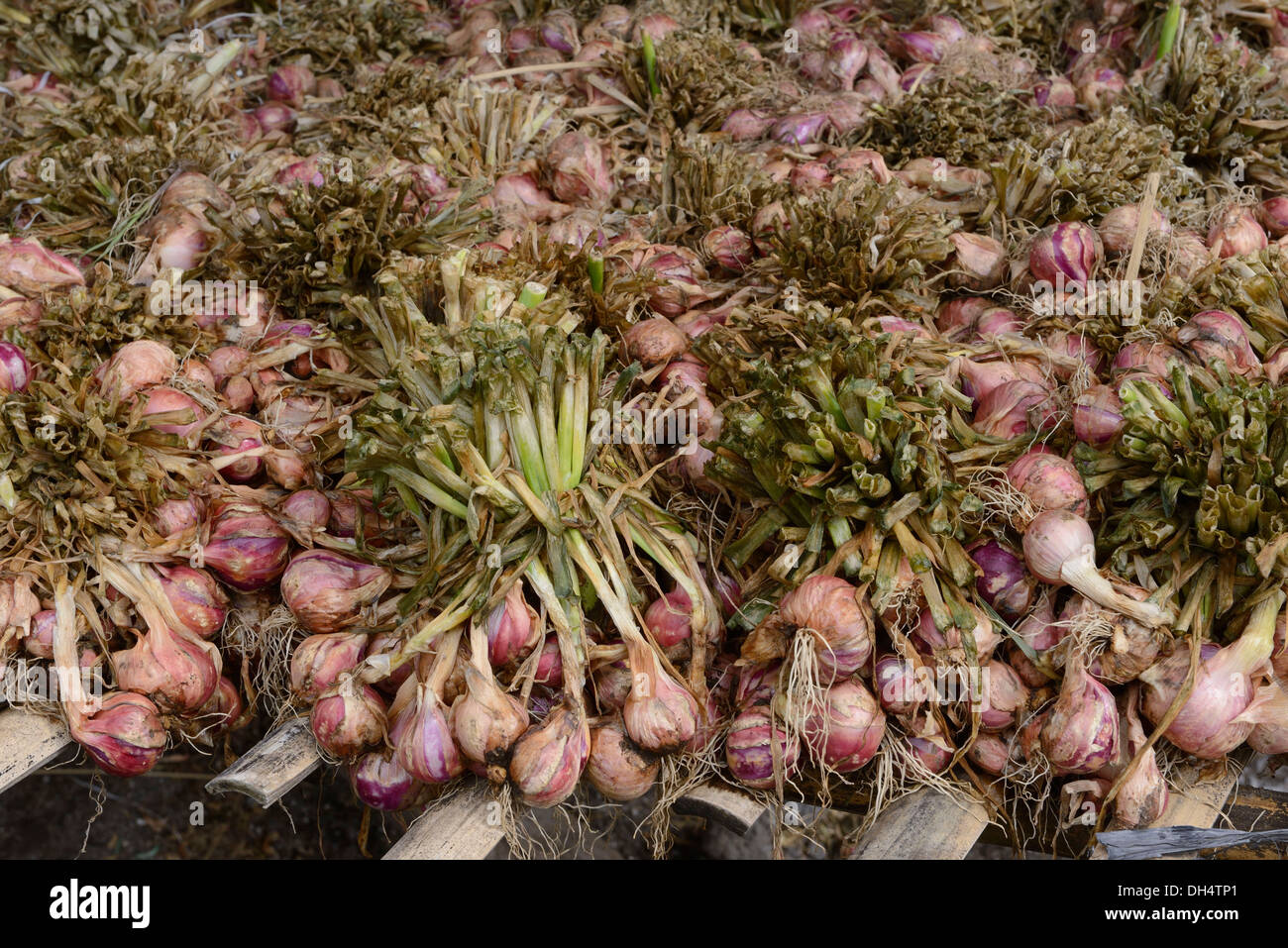 Indonesia, Bali, Batur lake, shallots harvest Stock Photo - Alamy
