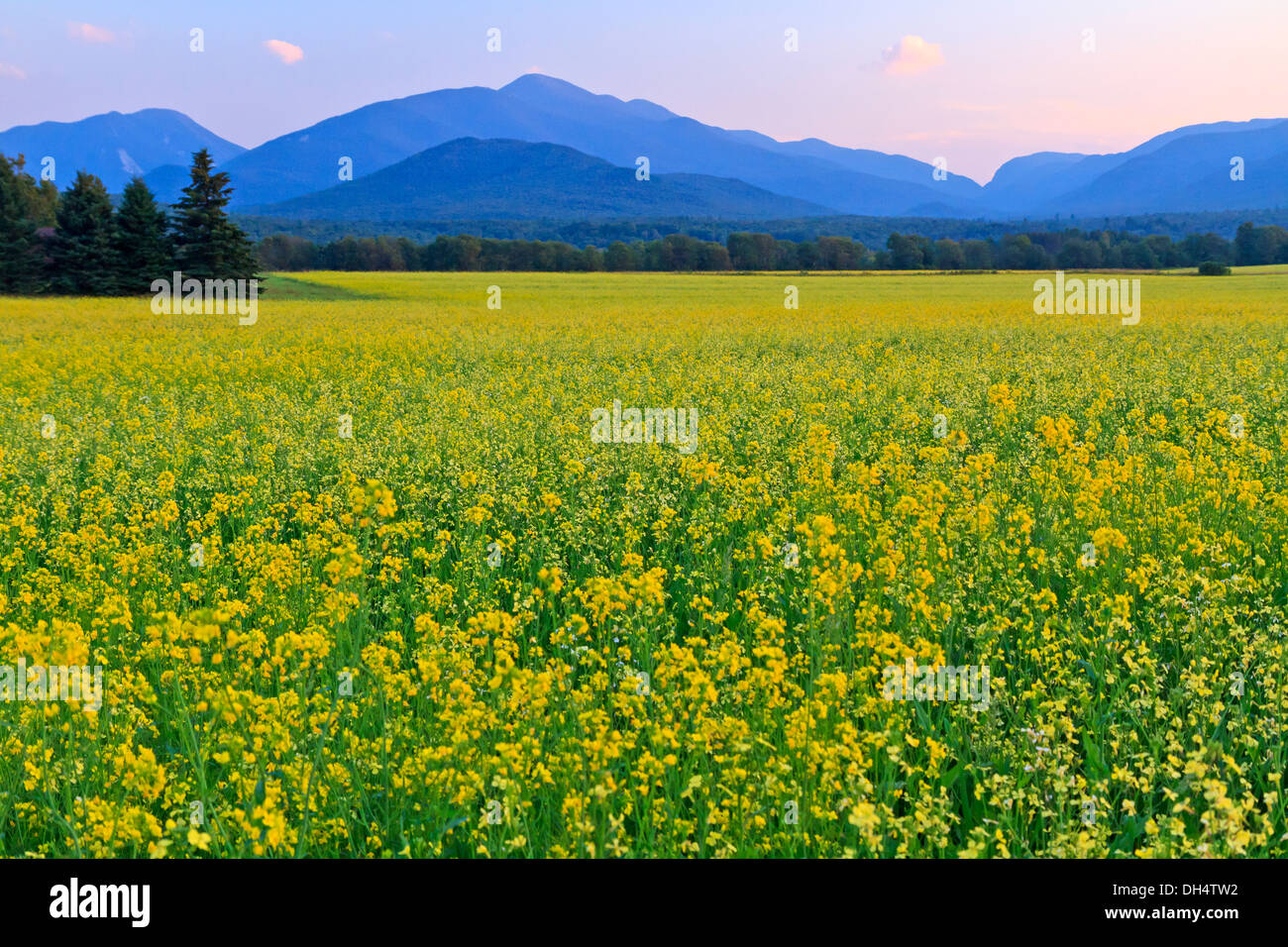 View of Mt. Colden, Mt Jo and Wright Peak with a a huge field of yellow ...