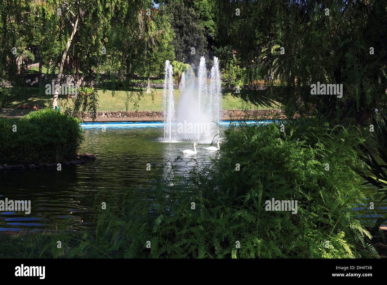 The fountain and a pair of white swans Stock Photo - Alamy