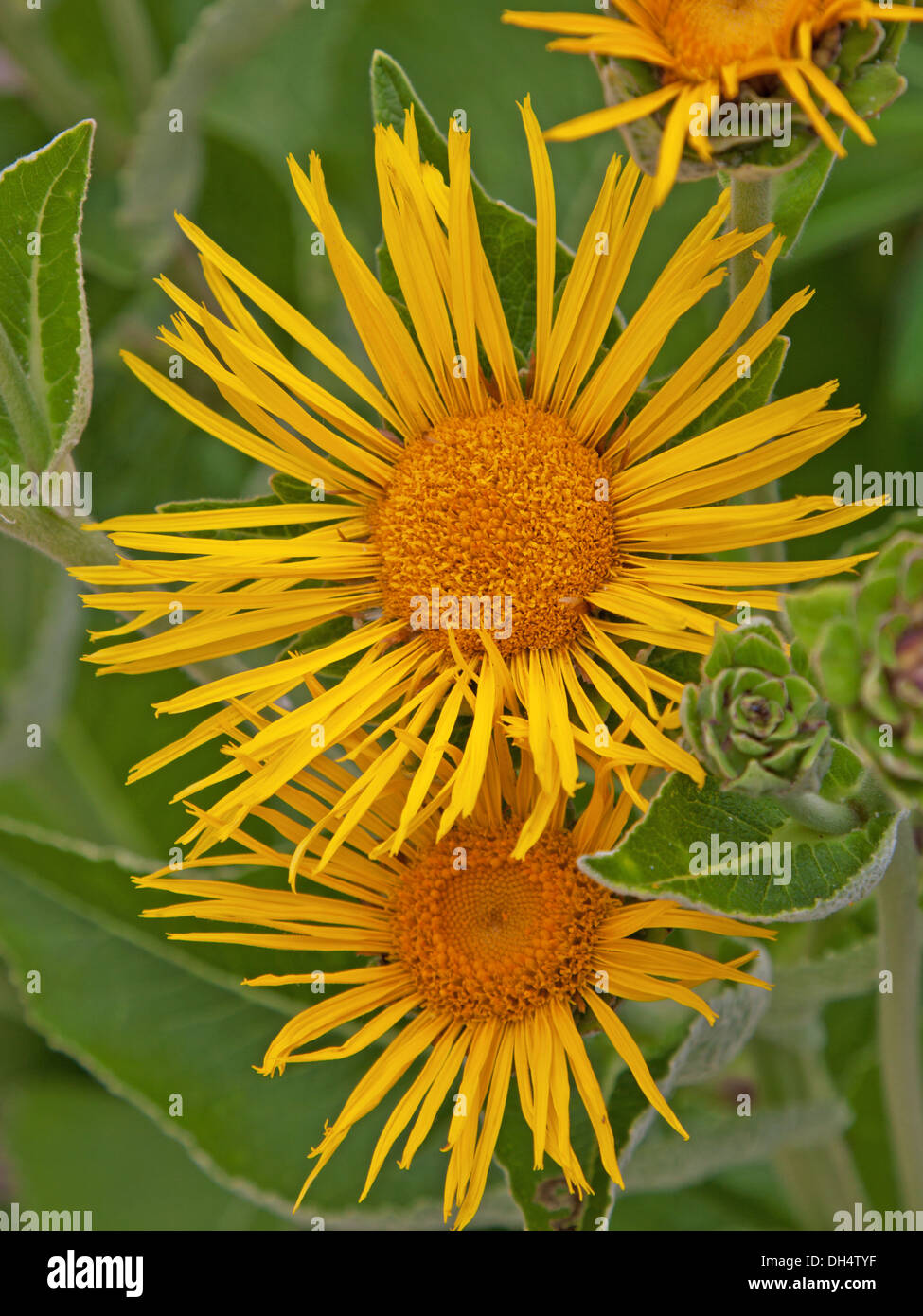 The yellow flowers of the Inula Magnifica plant in bloom Stock Photo ...