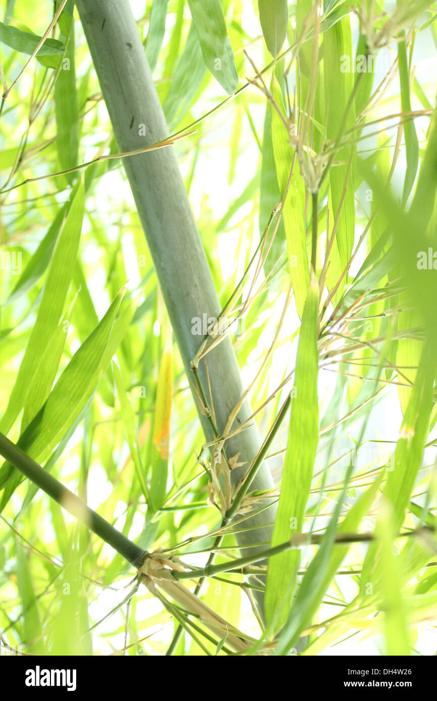 Branch bamboo hi-res stock photography and images - Alamy