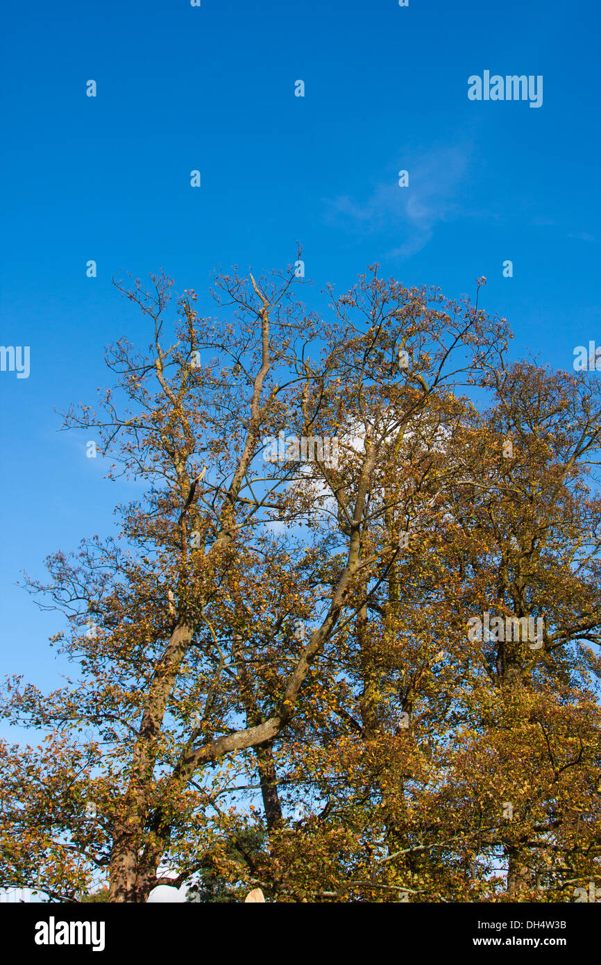 Blue tree leaves branches hi-res stock photography and images - Alamy