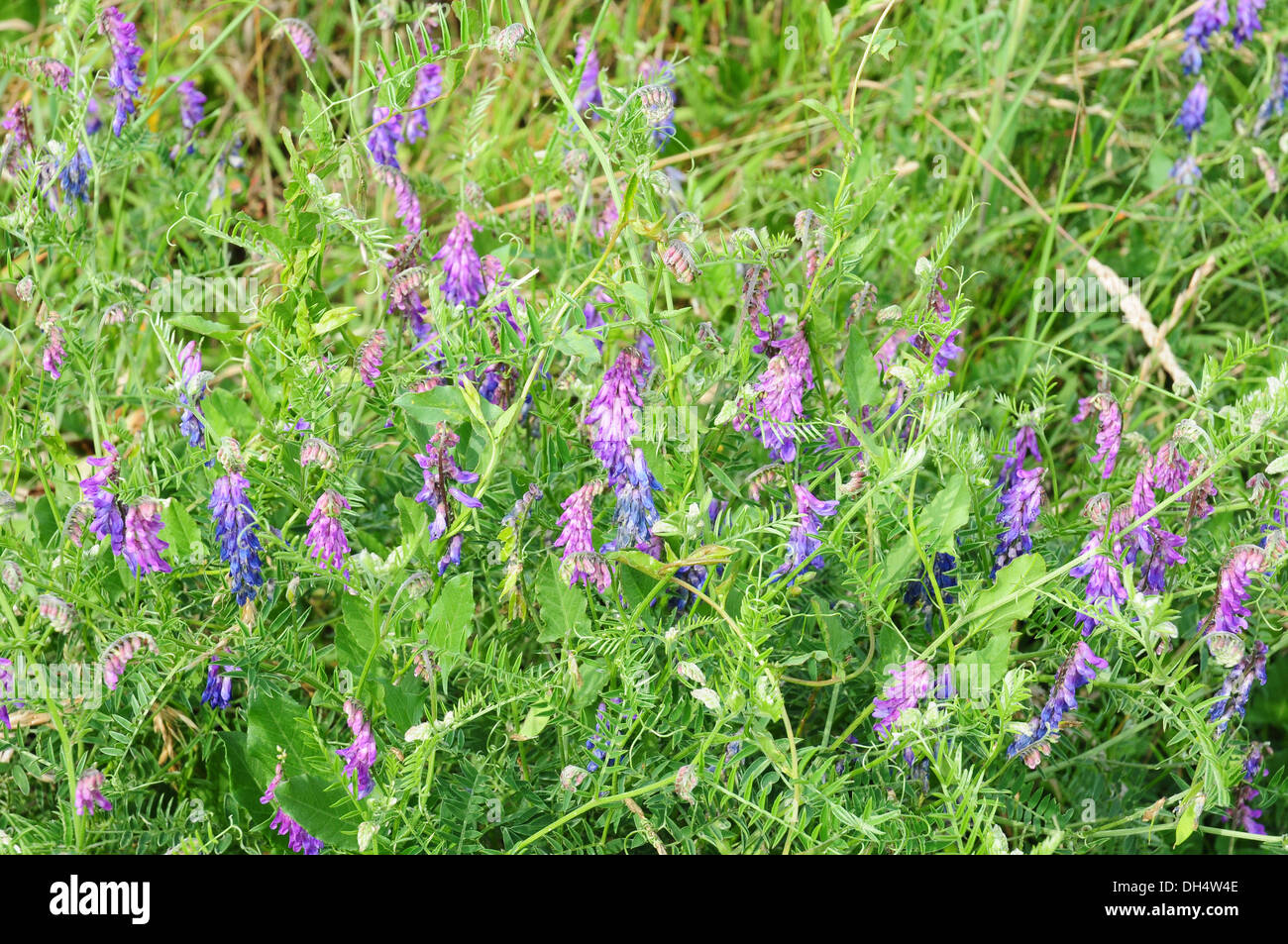 Vetch field hi-res stock photography and images - Alamy