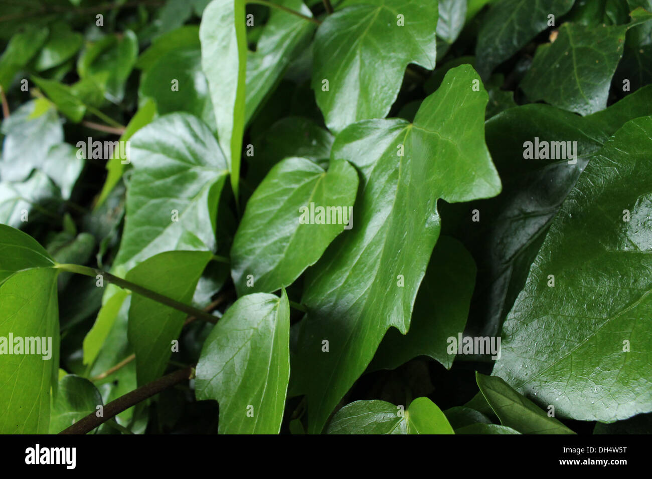 cluster of leaves Stock Photo - Alamy