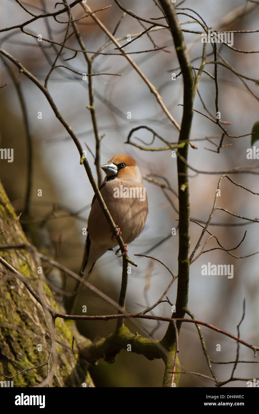 Male perched don tree (Portrait Stock Photo - Alamy