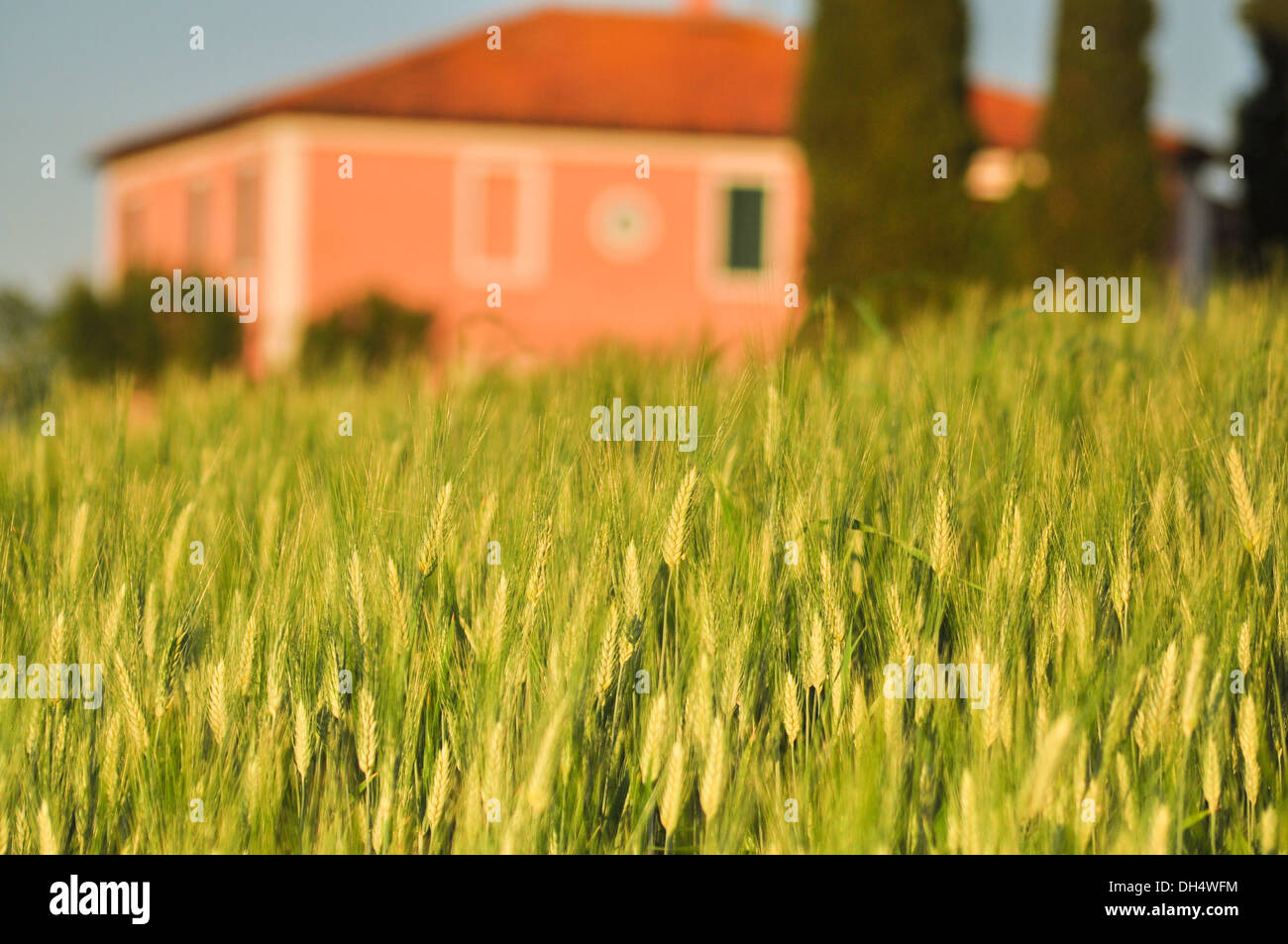 A corn field with a Tuscan house Stock Photo - Alamy