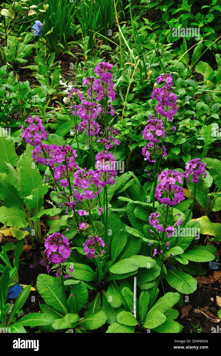 Candelabra primula hi-res stock photography and images - Alamy