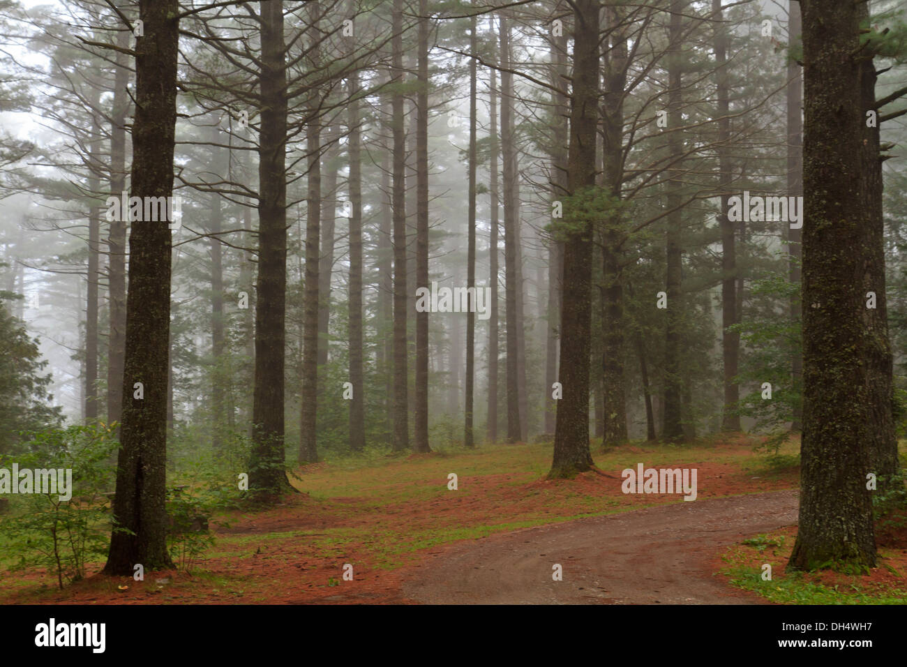 A foggy morning at Sharp Bridge Campground in the Adirondack Park in ...