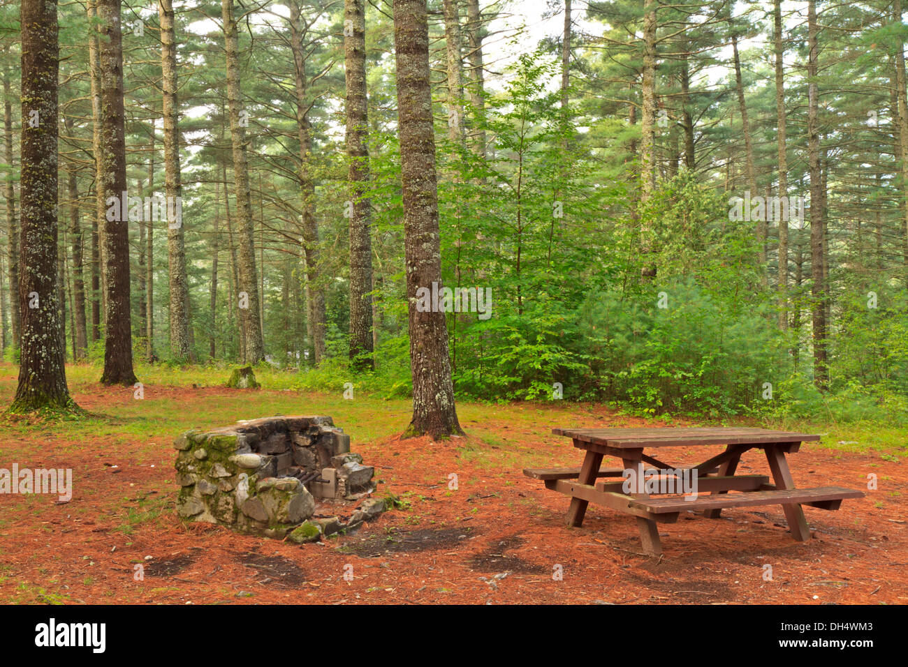 A campsite in an old growth forest of yellow pines at Sharp Bridge ...