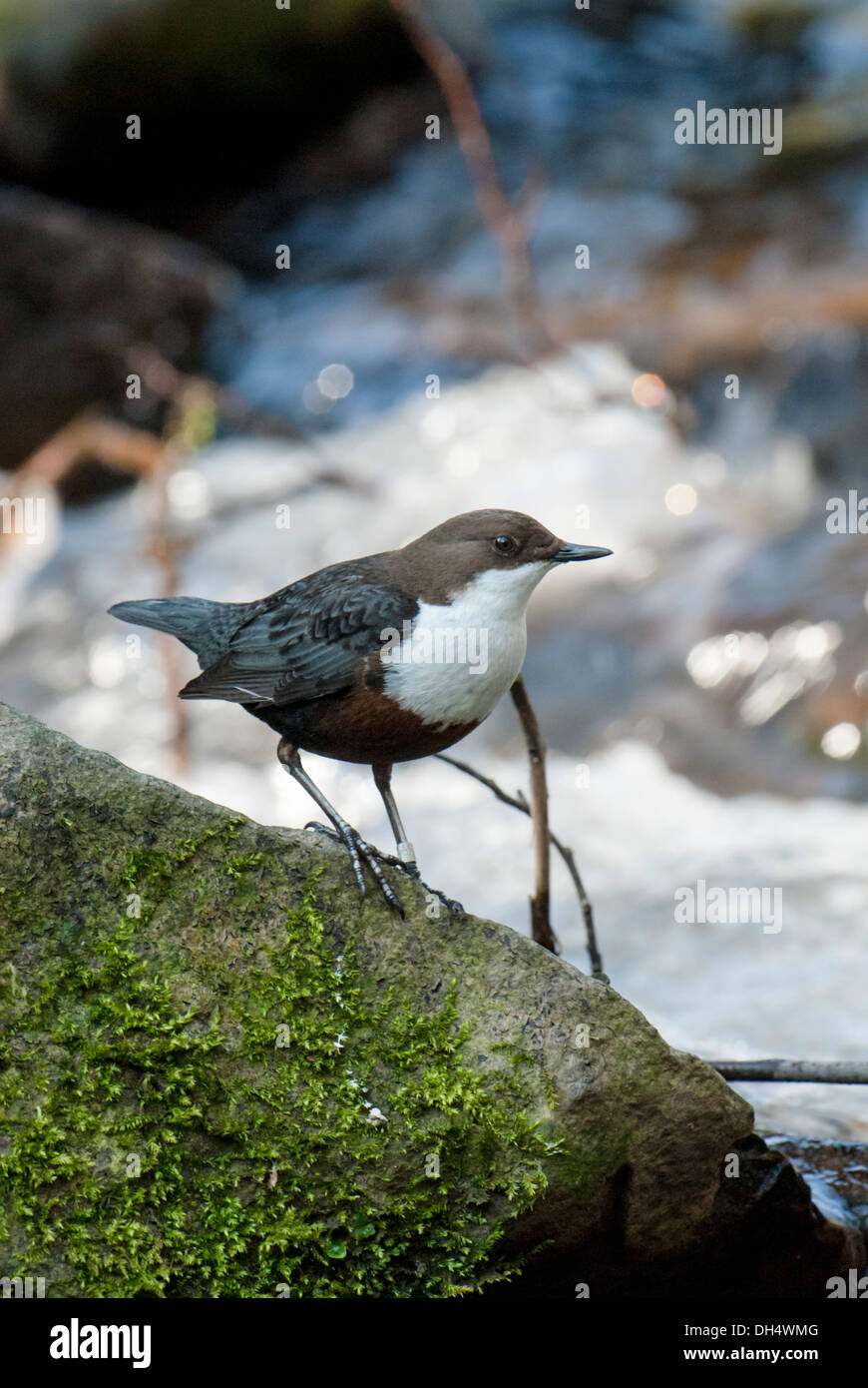 Dipper on rock in stream Stock Photo - Alamy