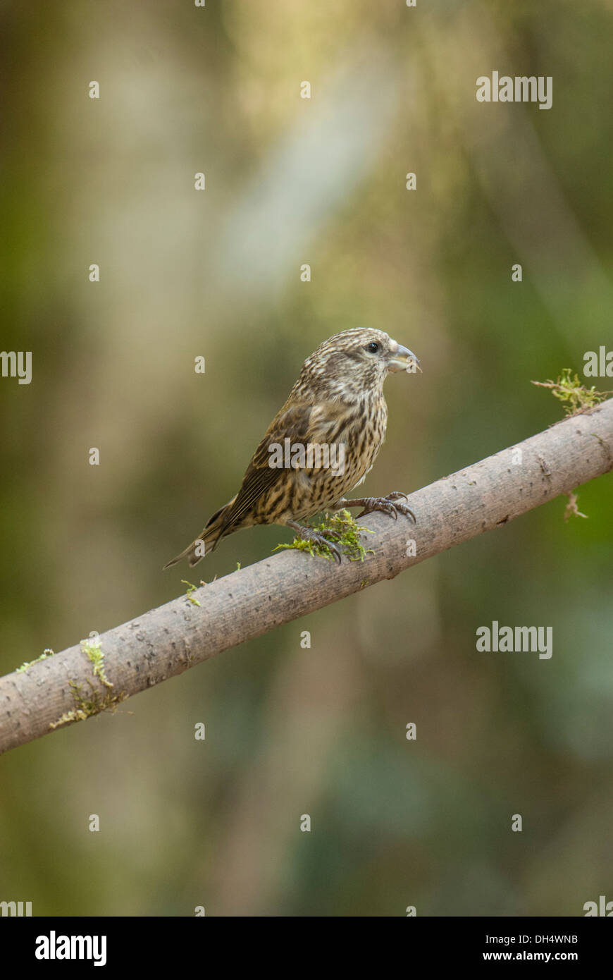 Juvenile Crossbill on branch Stock Photo - Alamy