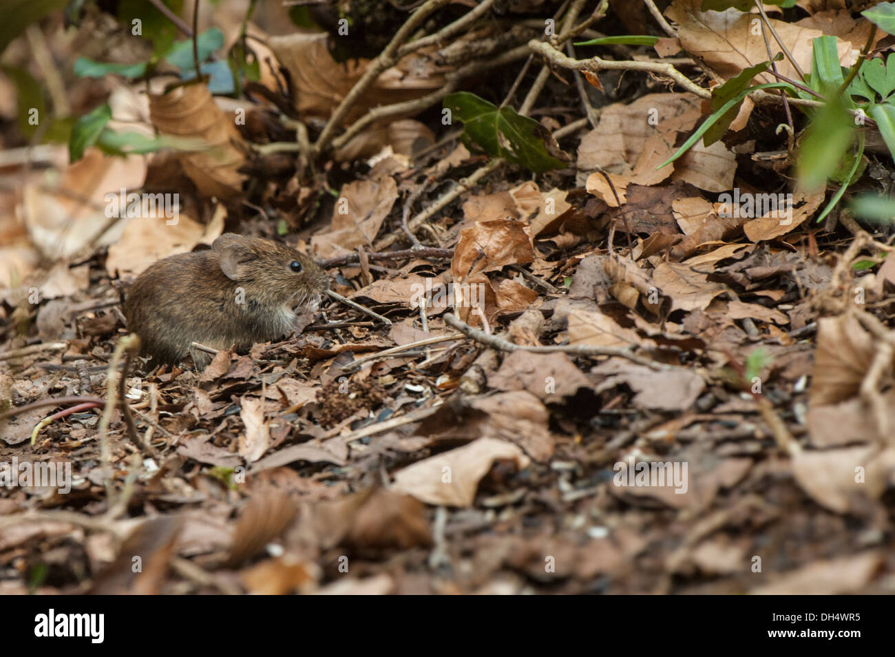 Very common wood mouse hi-res stock photography and images - Alamy