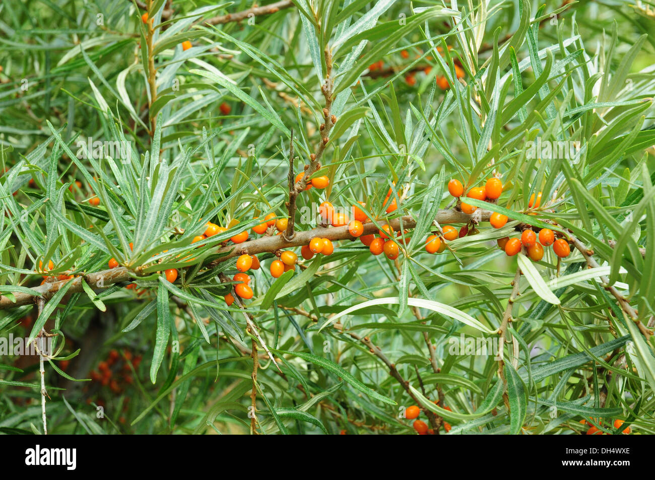 Sea buckthorn hedge High Resolution Stock Photography and Images - Alamy