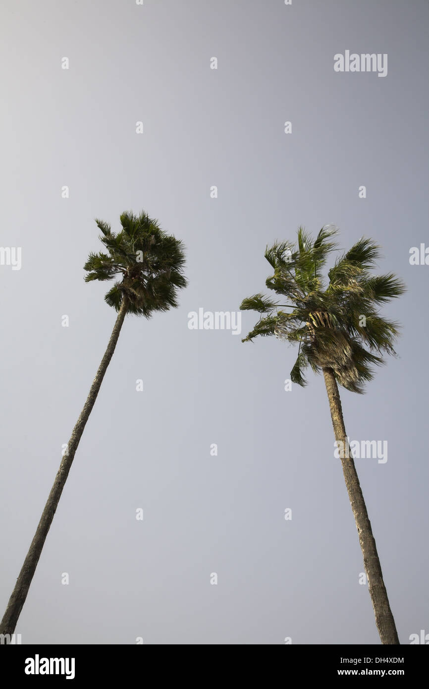 Palm high hi-res stock photography and images - Alamy
