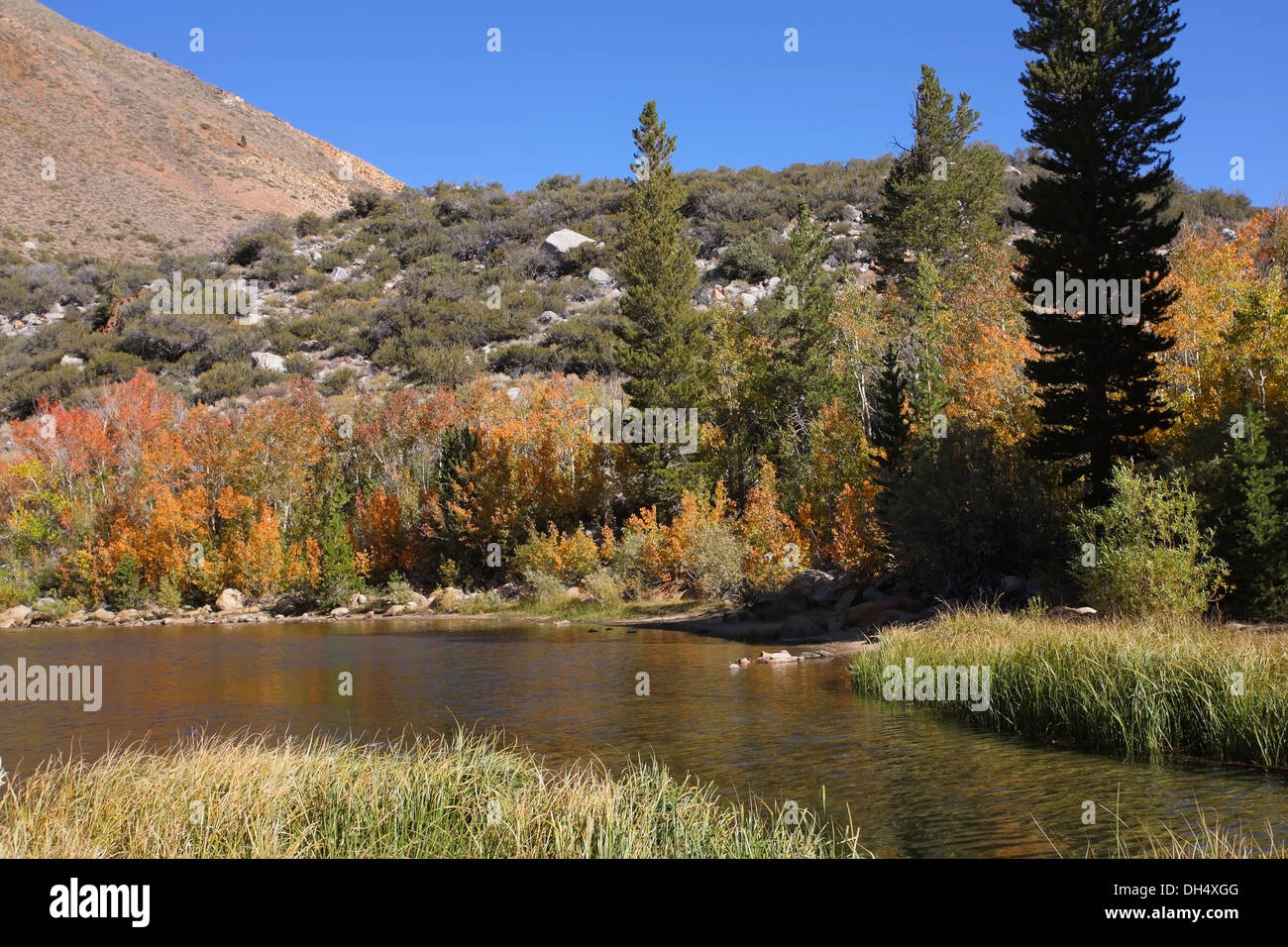 Beautiful park lake lush hi-res stock photography and images - Alamy