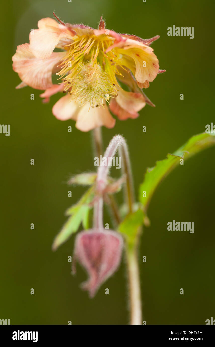 Water aven (Geum urbanum) flower Stock Photo - Alamy