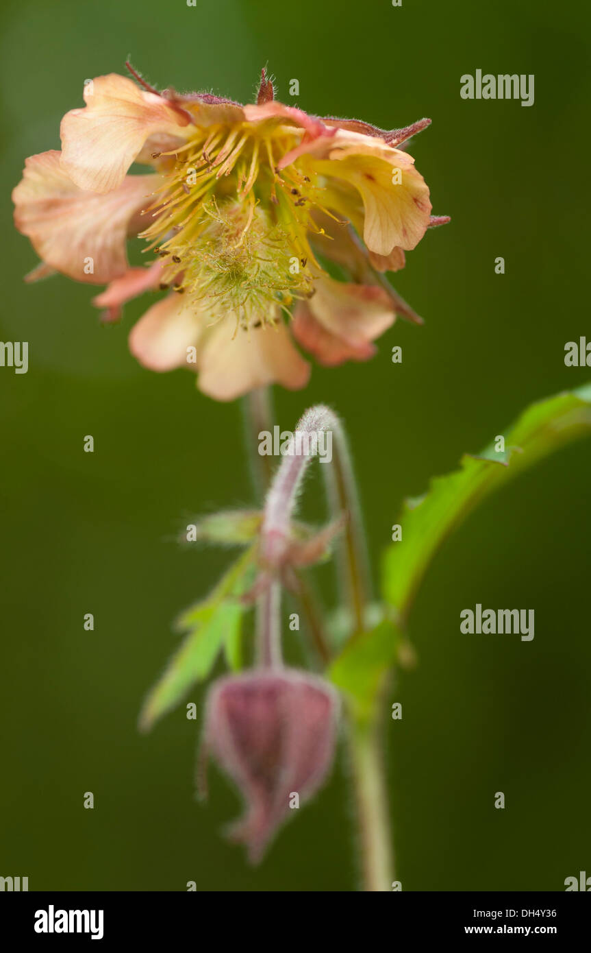 Water aven hi-res stock photography and images - Alamy