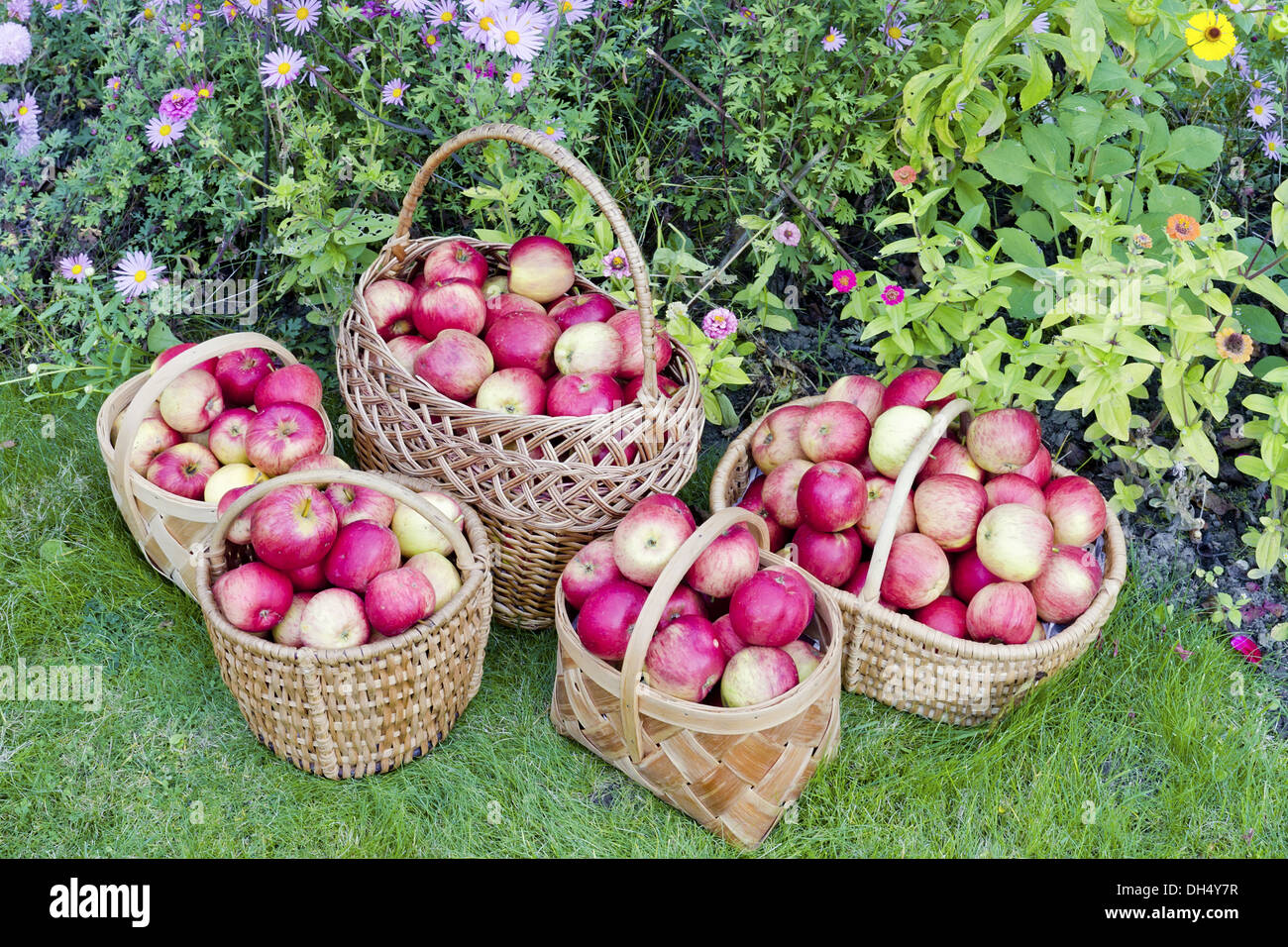 yellow sweet apples in baskets Stock Photo - Alamy