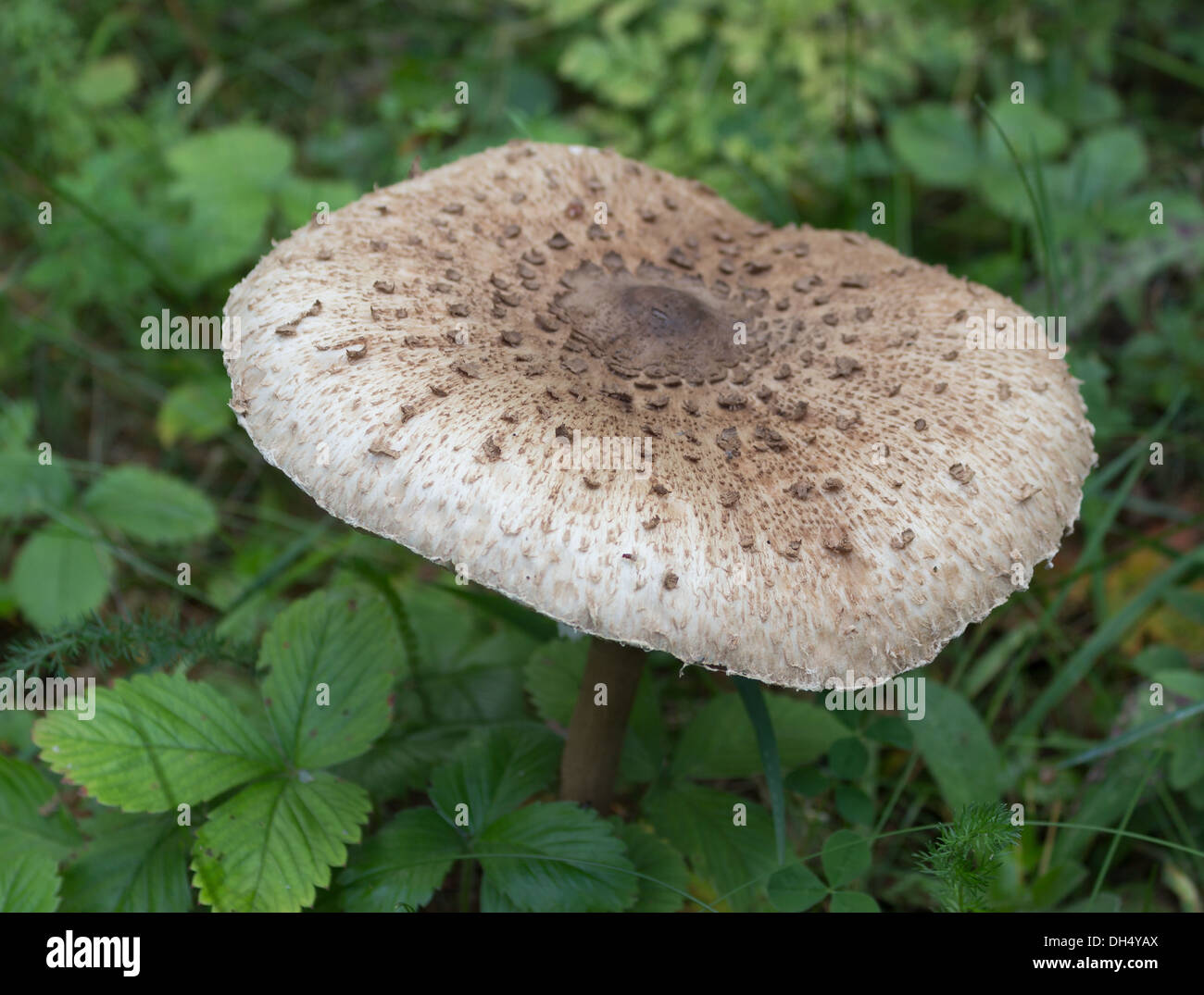Toadstool mushroom 2 Stock Photo - Alamy