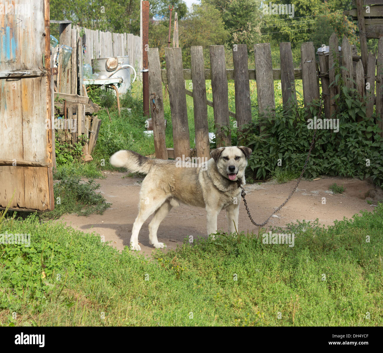 Brown dog grass hi-res stock photography and images - Alamy