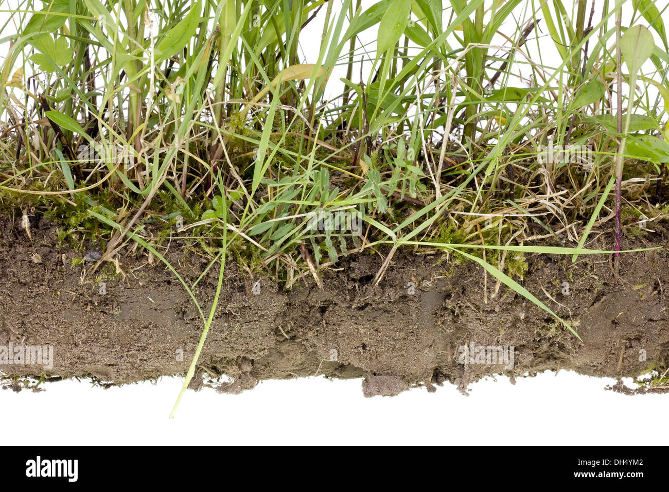 Uncultivated land hi-res stock photography and images - Alamy