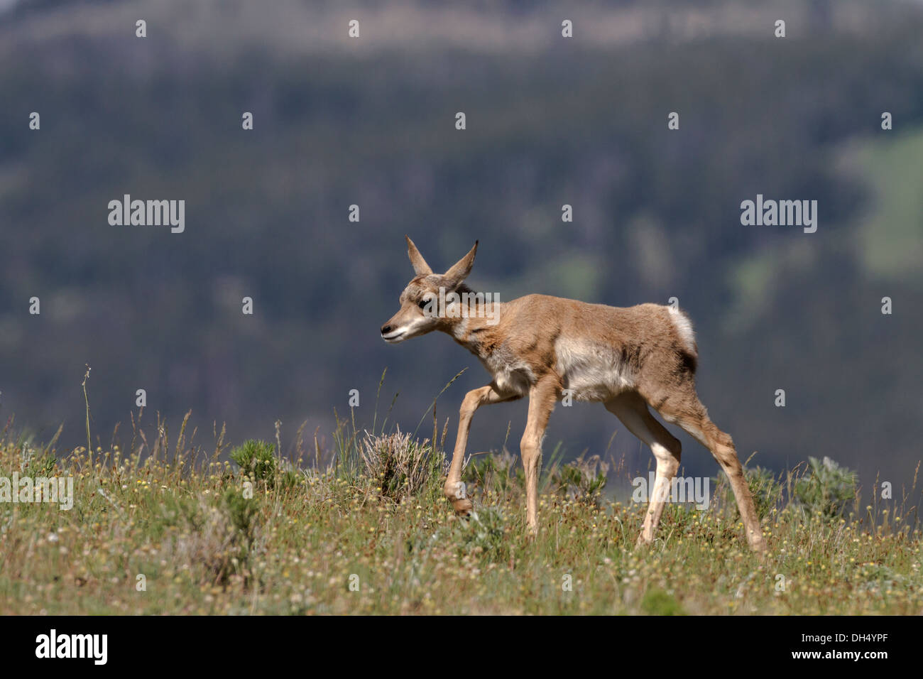Antelope fawn hi-res stock photography and images - Alamy