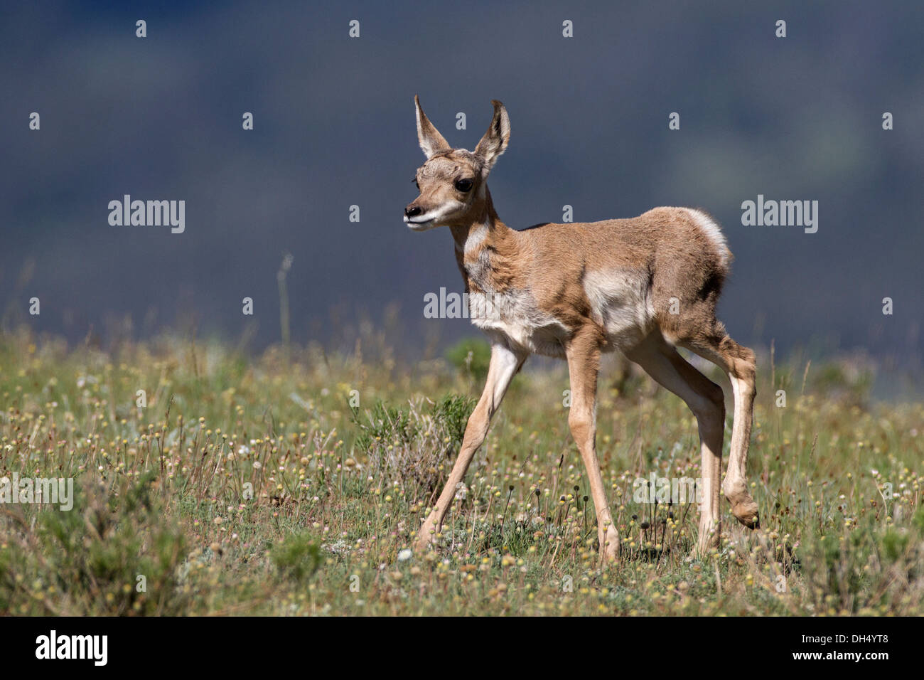 Antelope fawn hi-res stock photography and images - Alamy